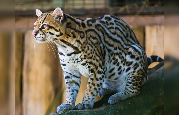 Historic Pact Sealed to Revive Endangered Ocelots in South Texas with