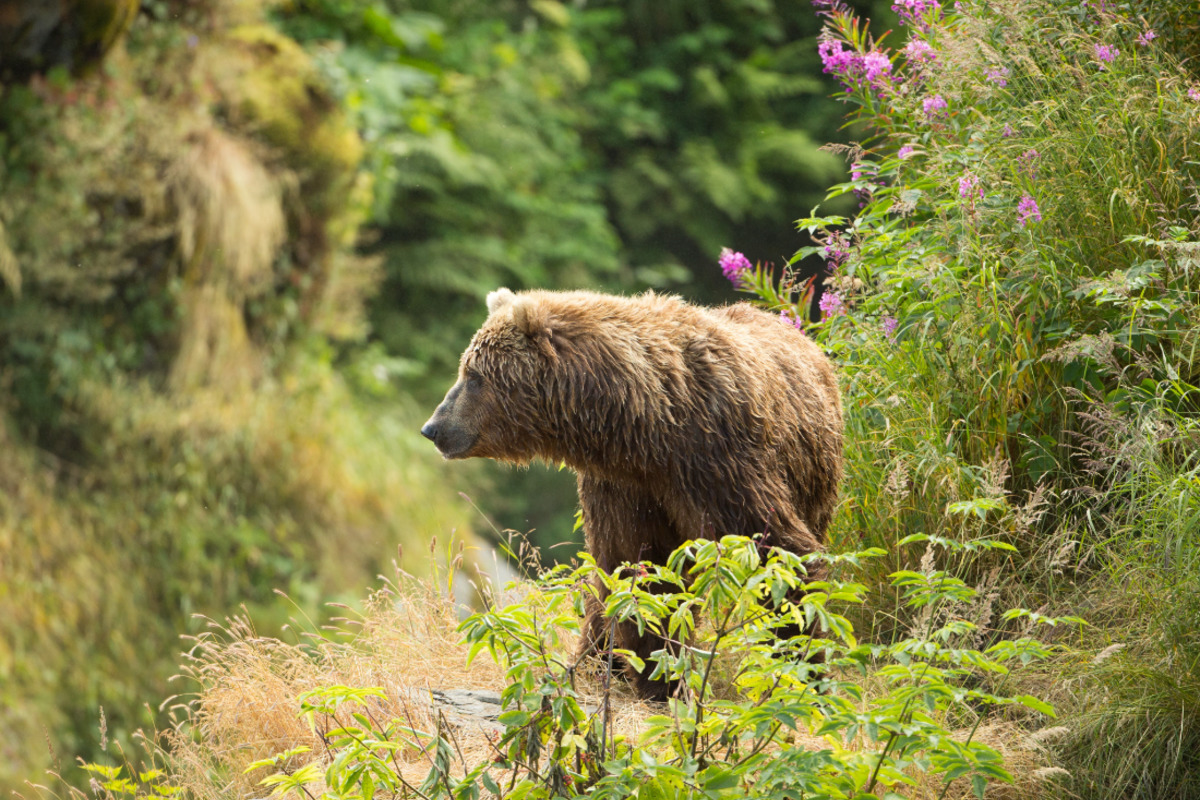 Historic Return as Grizzly Bears Reclaim Washington's North Cascades