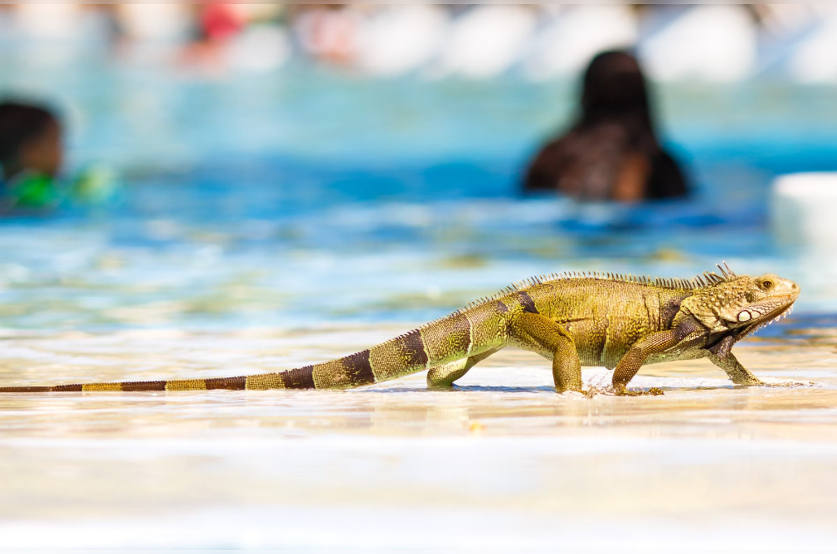 Iguana Lays 30 Eggs in Miami-Dade Resort Pool, Gets Stuck in Water