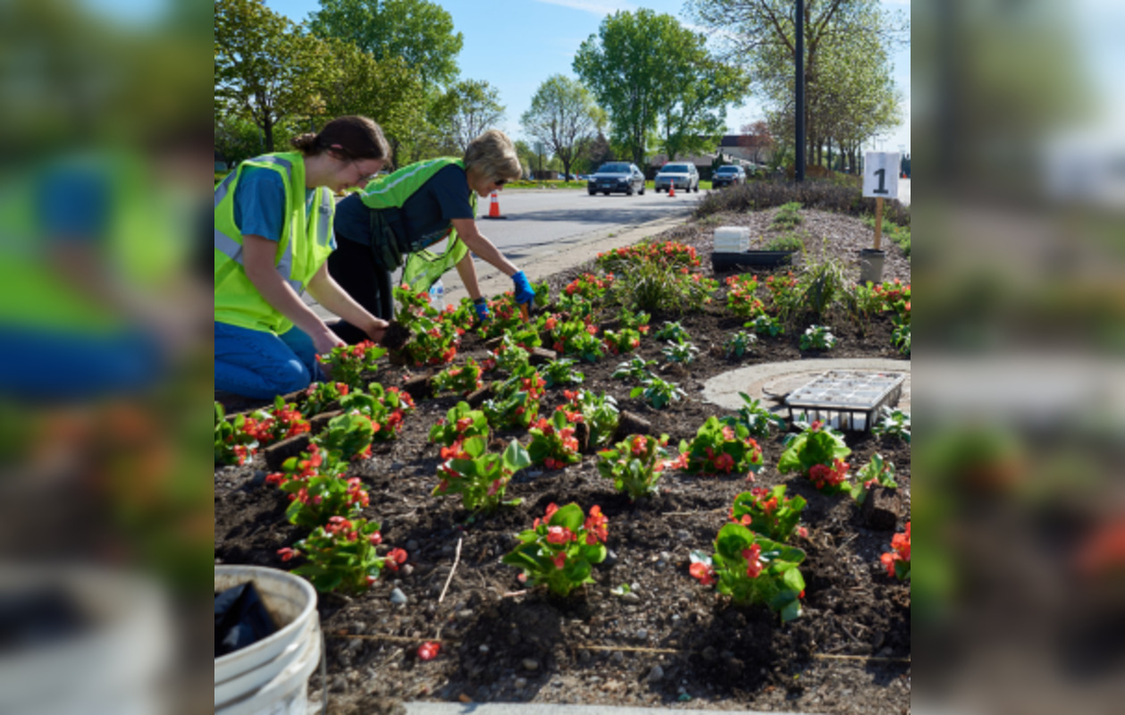 Maple Grove Seeks Volunteers for Annual Boulevard Planting Initiative