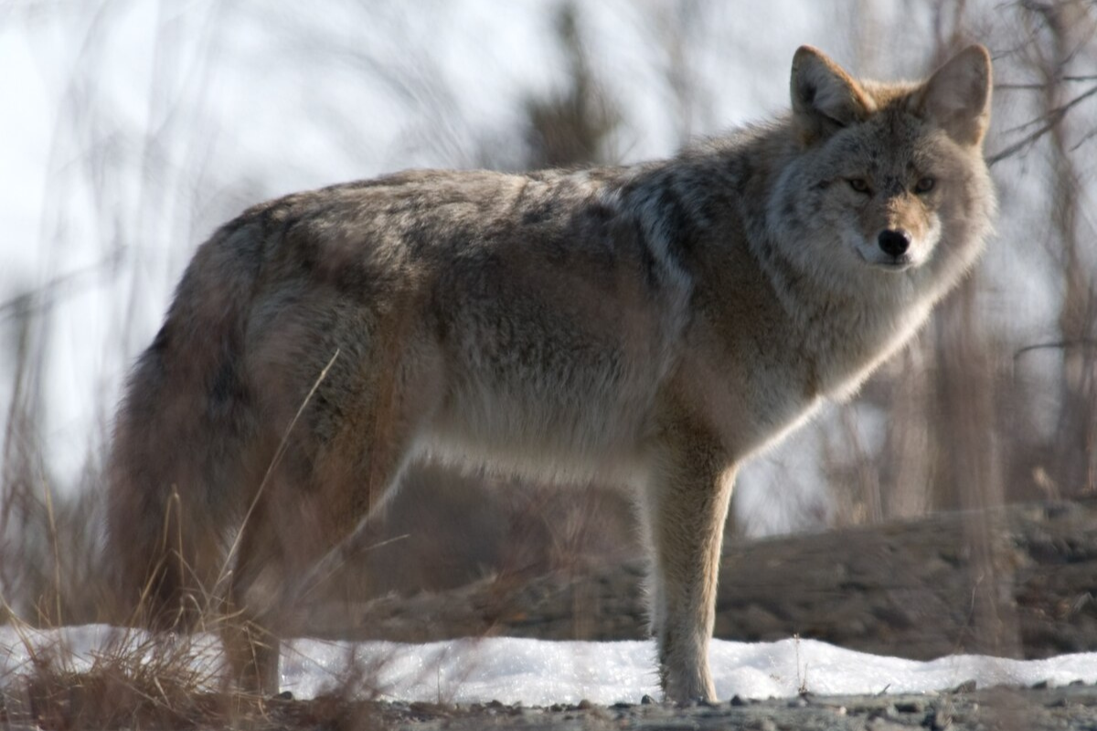 Michigan Conservation Groups Sue State Over Coyote Hunting Season
