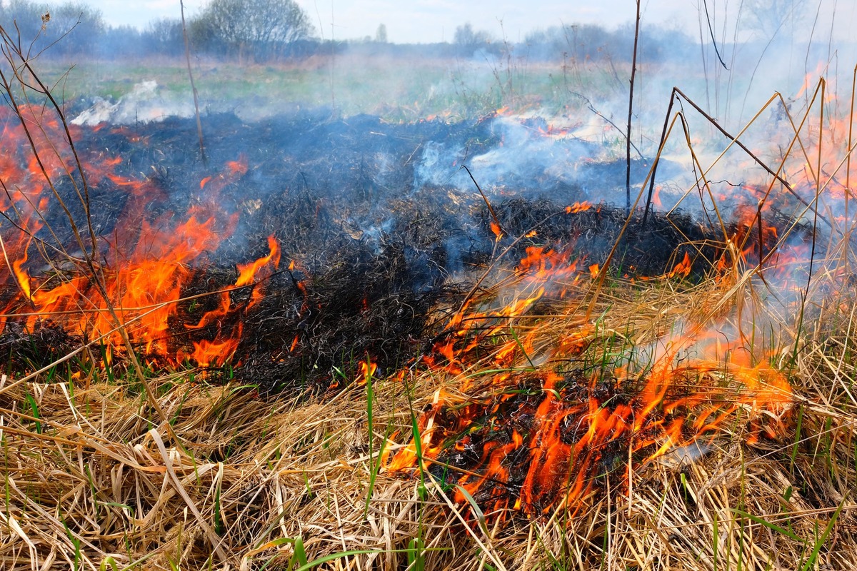 Plymouth Launches Prescribed Burns at Parks to Rejuvenate Native