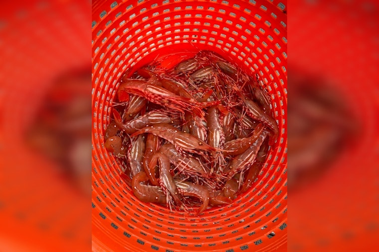 Recreational Spot Shrimp Fishery Season Begins May 16 in Puget Sound