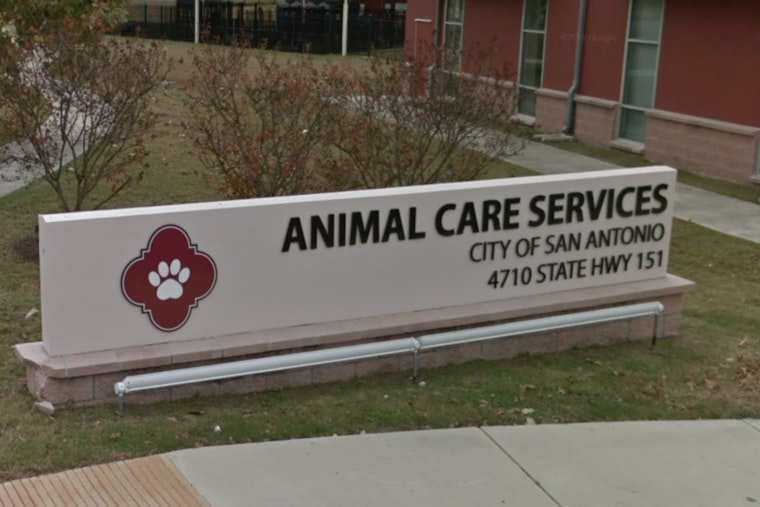 San Antonio Shelter Slashes Adoption Fees During Solar Eclipse