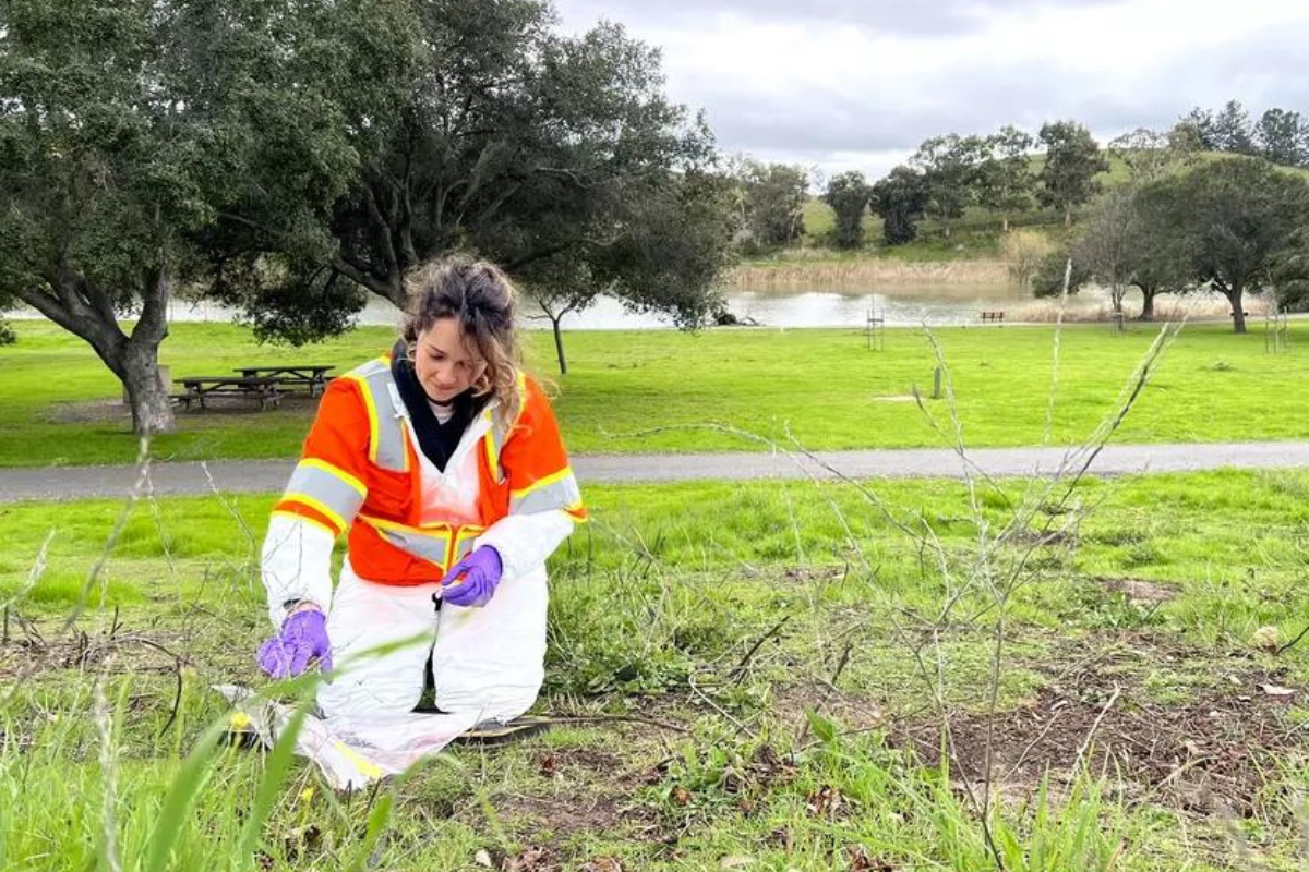 Santa Clara Vector Control Hones in on Flea-Borne Diseases in County
