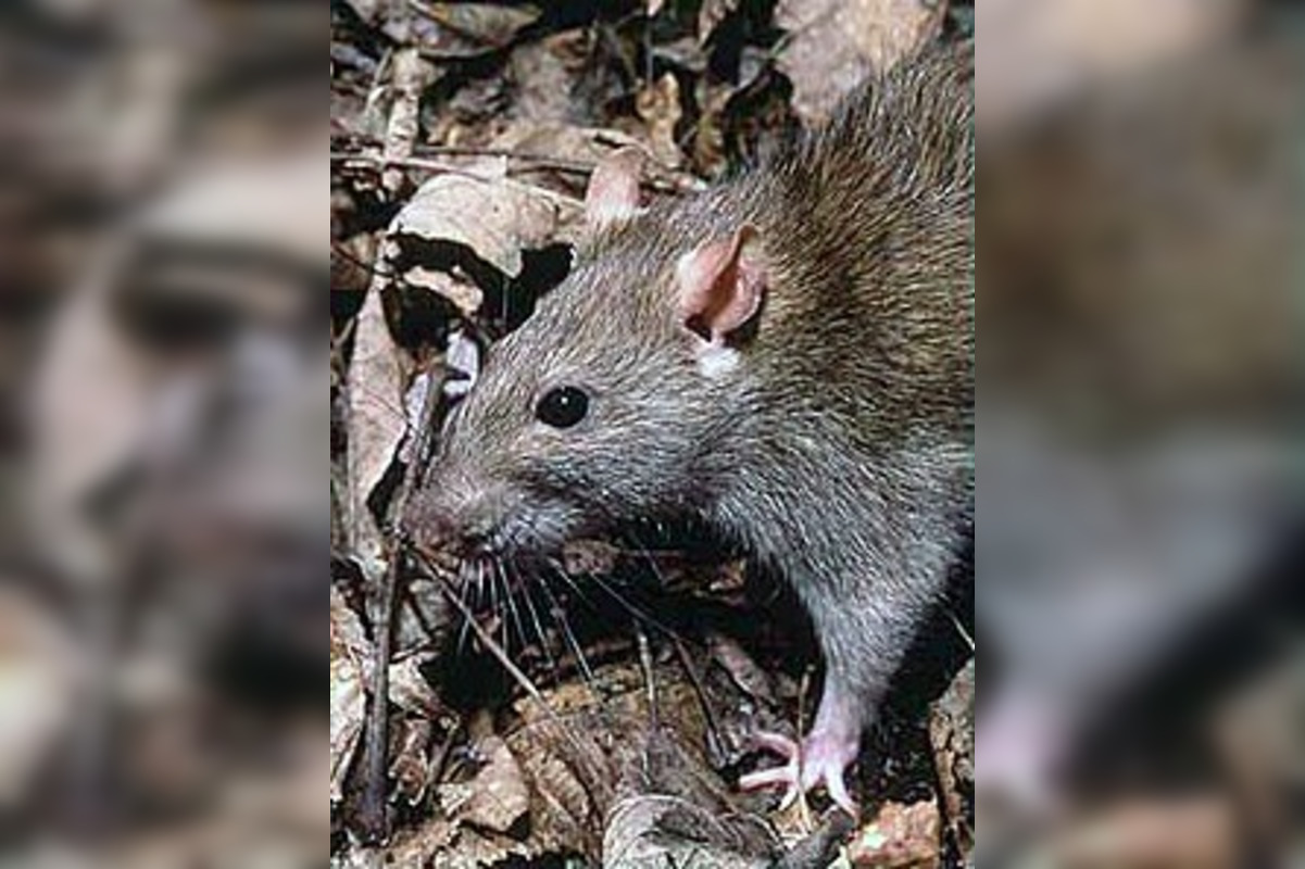 Seattle Innovates with Eco-Friendly Rat Control: CO2 Gas Takes the