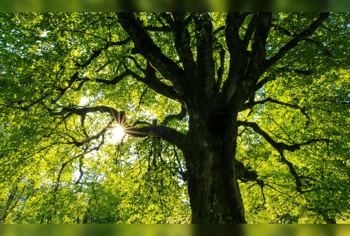 Seattle Unveils Interactive Maps for Urban Forestry Awareness and Tree