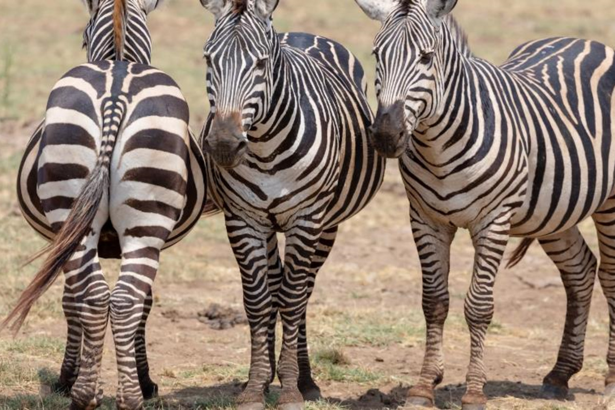 Striped Jailbreak, Three Zebras Nabbed, One on the Run in Washington