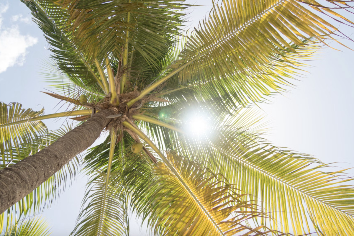 Sunshine Delights Miami and South Florida with Clear Skies and Gentle
