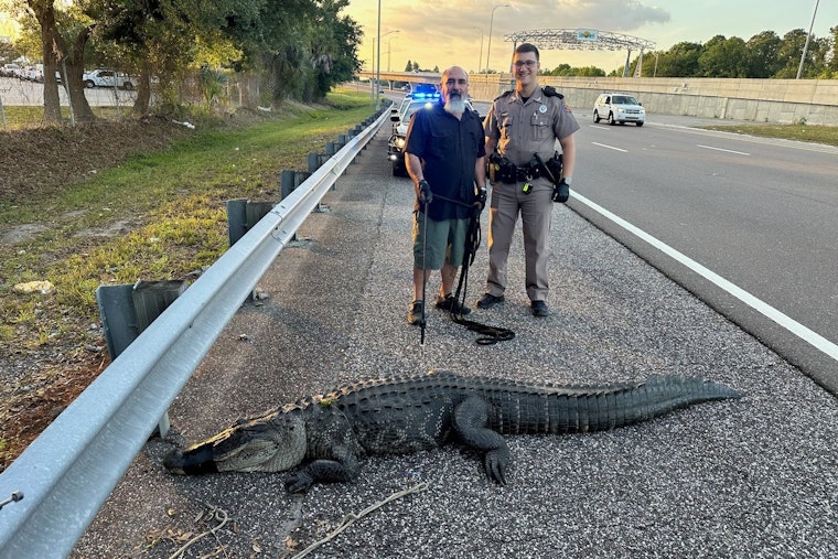 Traffic Comes to a Stop as 9-Foot Alligator Takes a Stroll on Tampa's