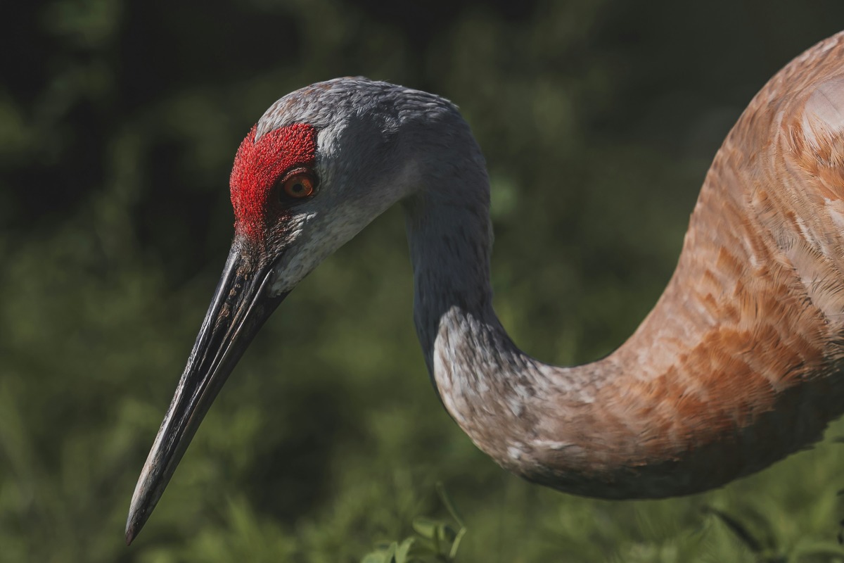 Washington State Deployed Drones for Sandhill Crane Monitoring in