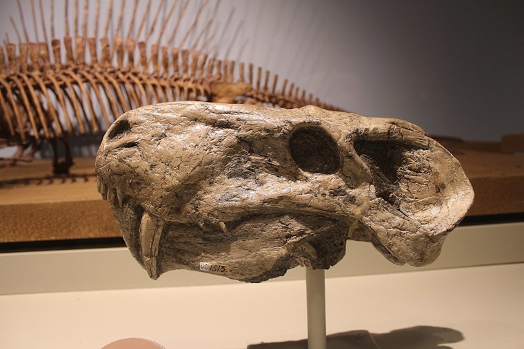 Ancient Predator's Fossil Unearthed on Texas Coast, Revealing