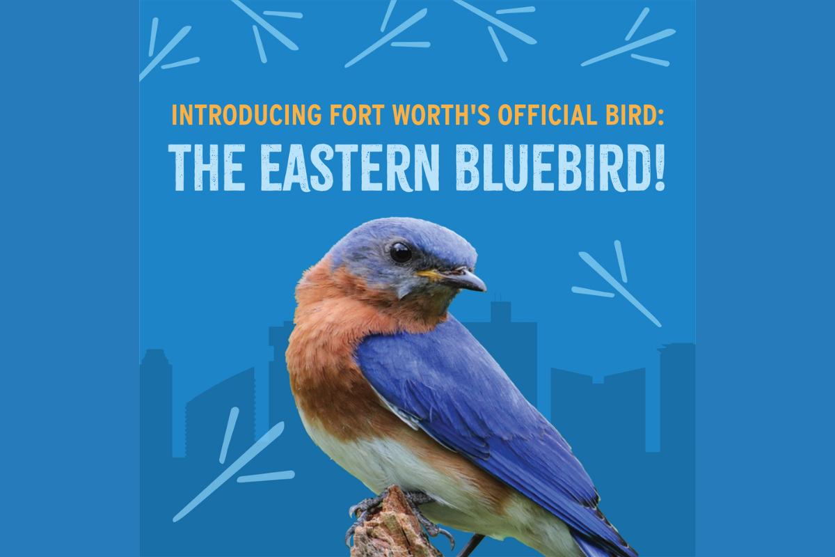 Fort Worth Embraces Eastern Bluebird as Official City Bird in Symbol