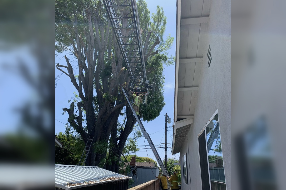 Garden Grove Worker Rescued from Tree in Multi-Department