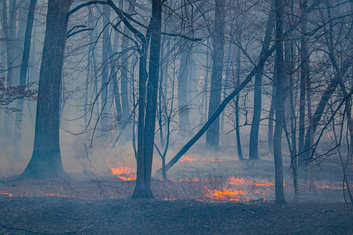 Illinois Authorities Advocate for Controlled Burns to Preserve