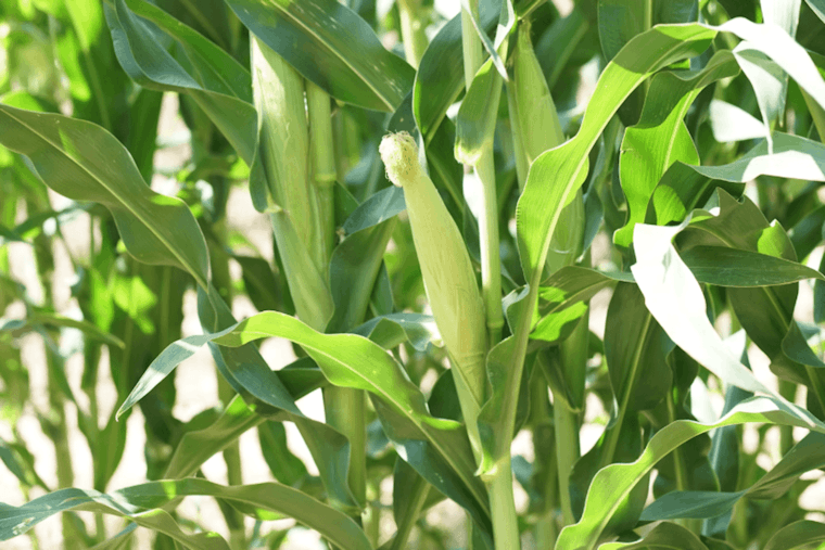 Illinois Corn Farmers Confront Federal Hurdles in Jet Fuel Market Amid