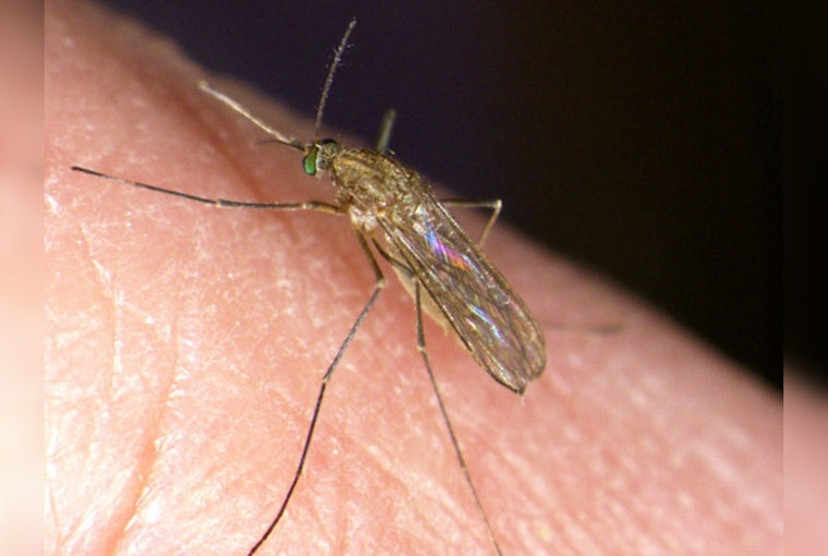 Illinois Reports First West Nile Virus Case of 2024 in Douglas County