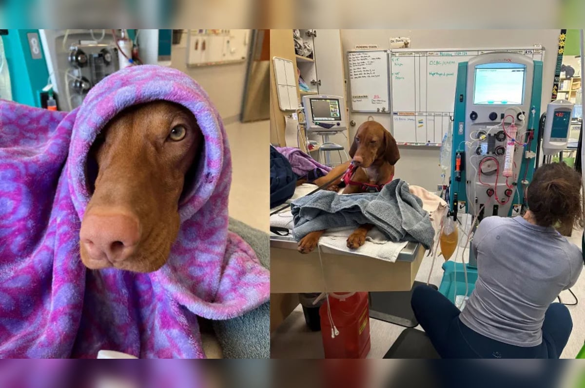 Innovative Dialysis Saves Two Dogs from Overdose at Portland