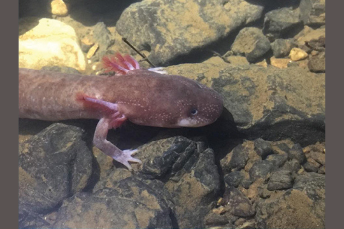 Legal Battle Ensues to Shield Rare Berry Cave Salamander in East