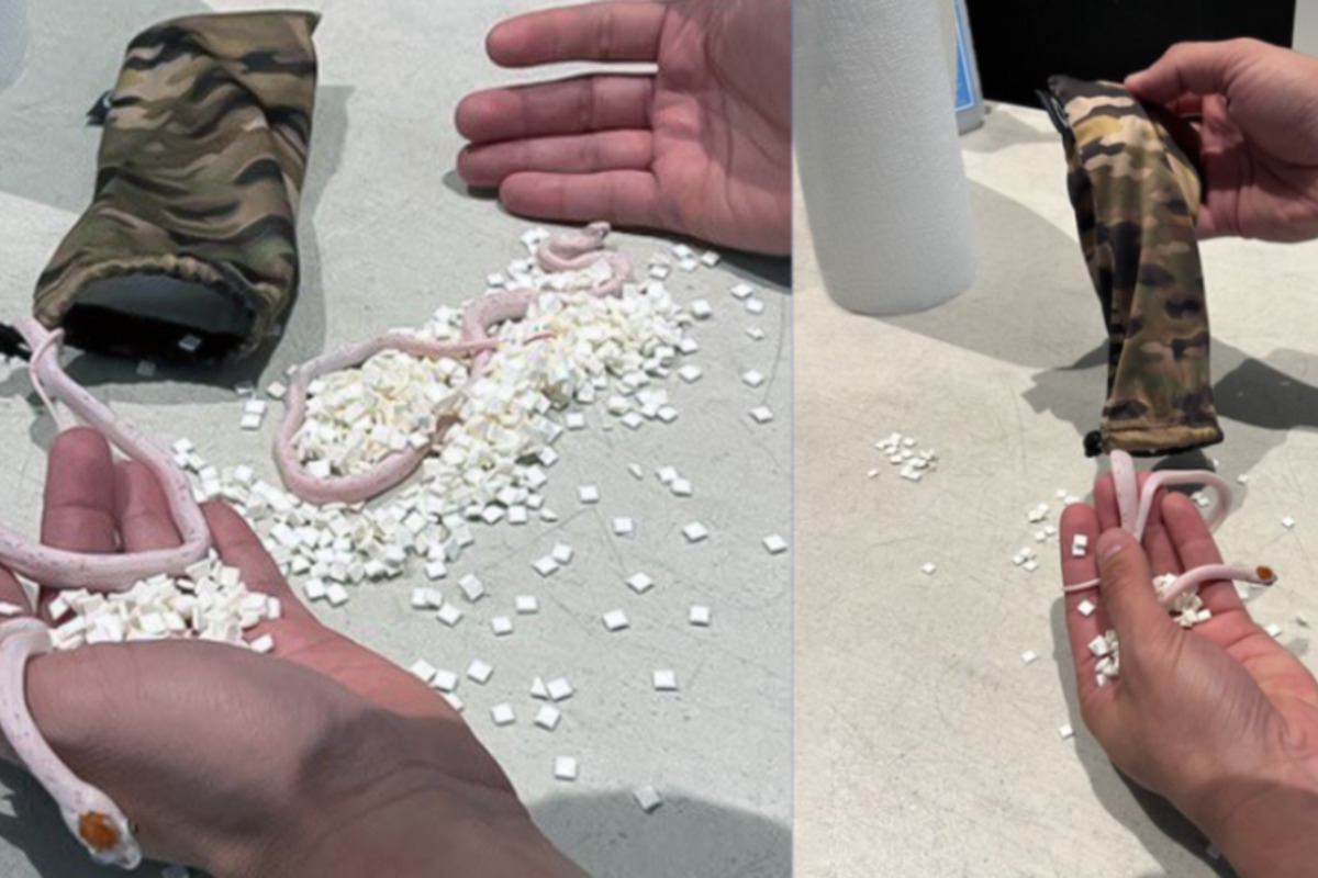 Miami Airport Turns Into Noah's Ark, TSA Finds Snakes Stashed in