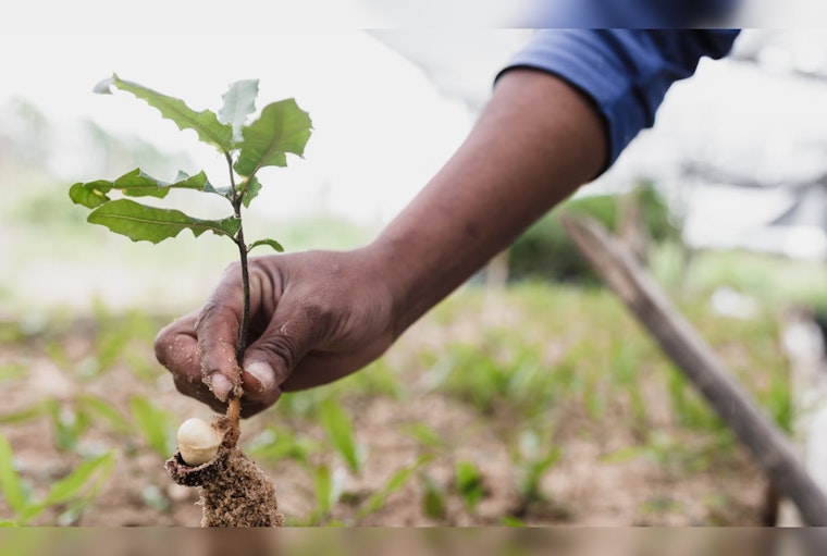 Miami-Dade College North Campus Hosts Adopt-a-Tree Event Offering Free