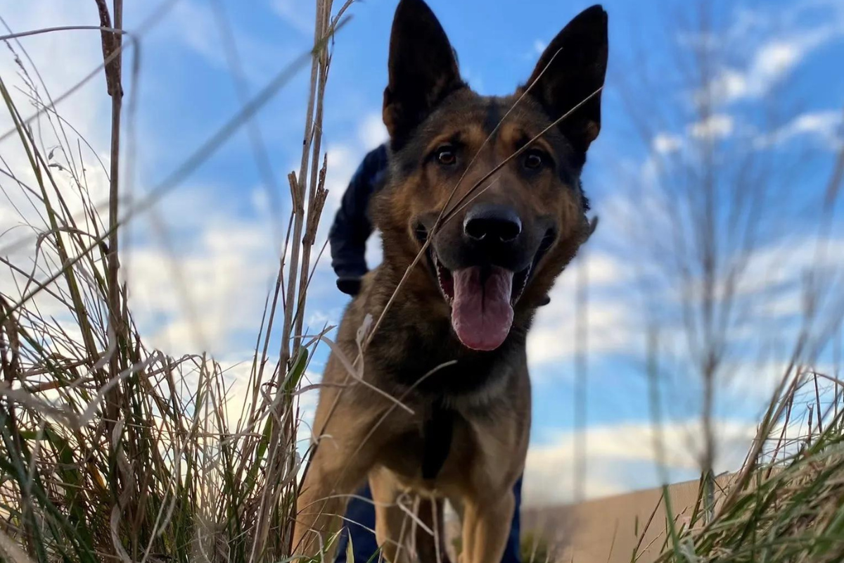 Michigan State Police Canine Tracks Suspected Hit-and-Run Driver