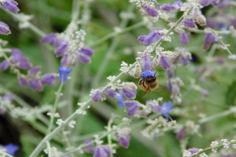 Minneapolis Celebrates World Bee Day, Champions Pollinator Protection