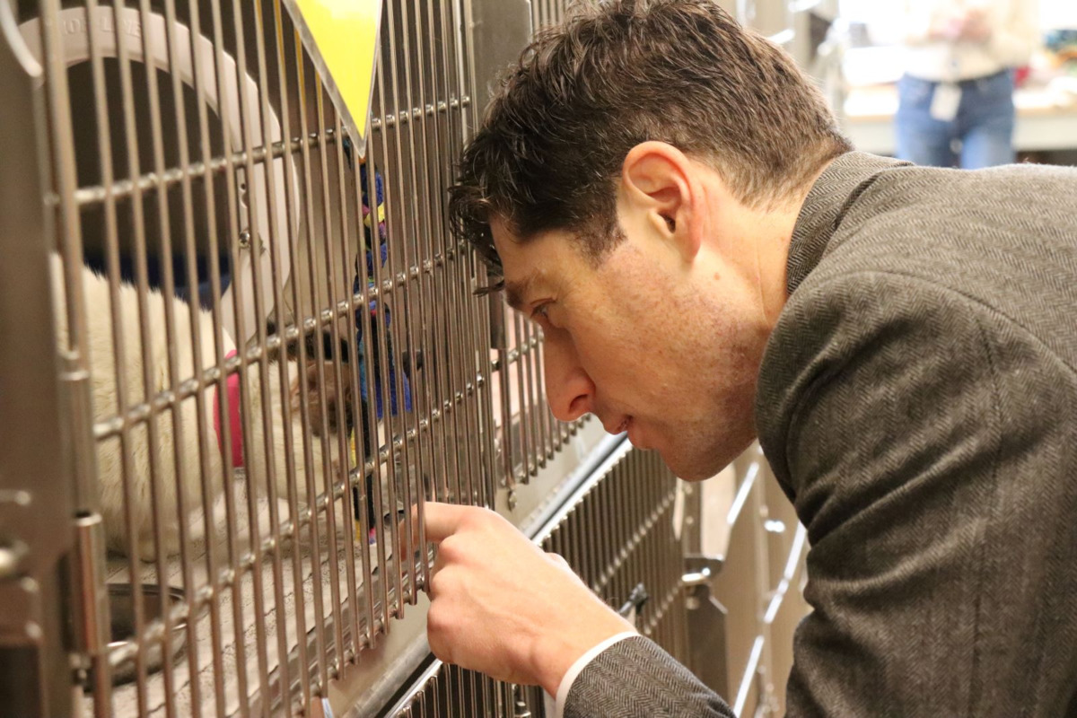 Minneapolis Rolls Out Free Pet Adoptions During 'Clear The Shelter'