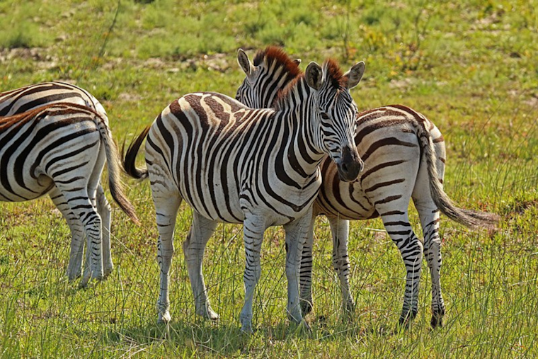 North Bend Residents Join Hunt for Escaped Zebra Still At Large on Day