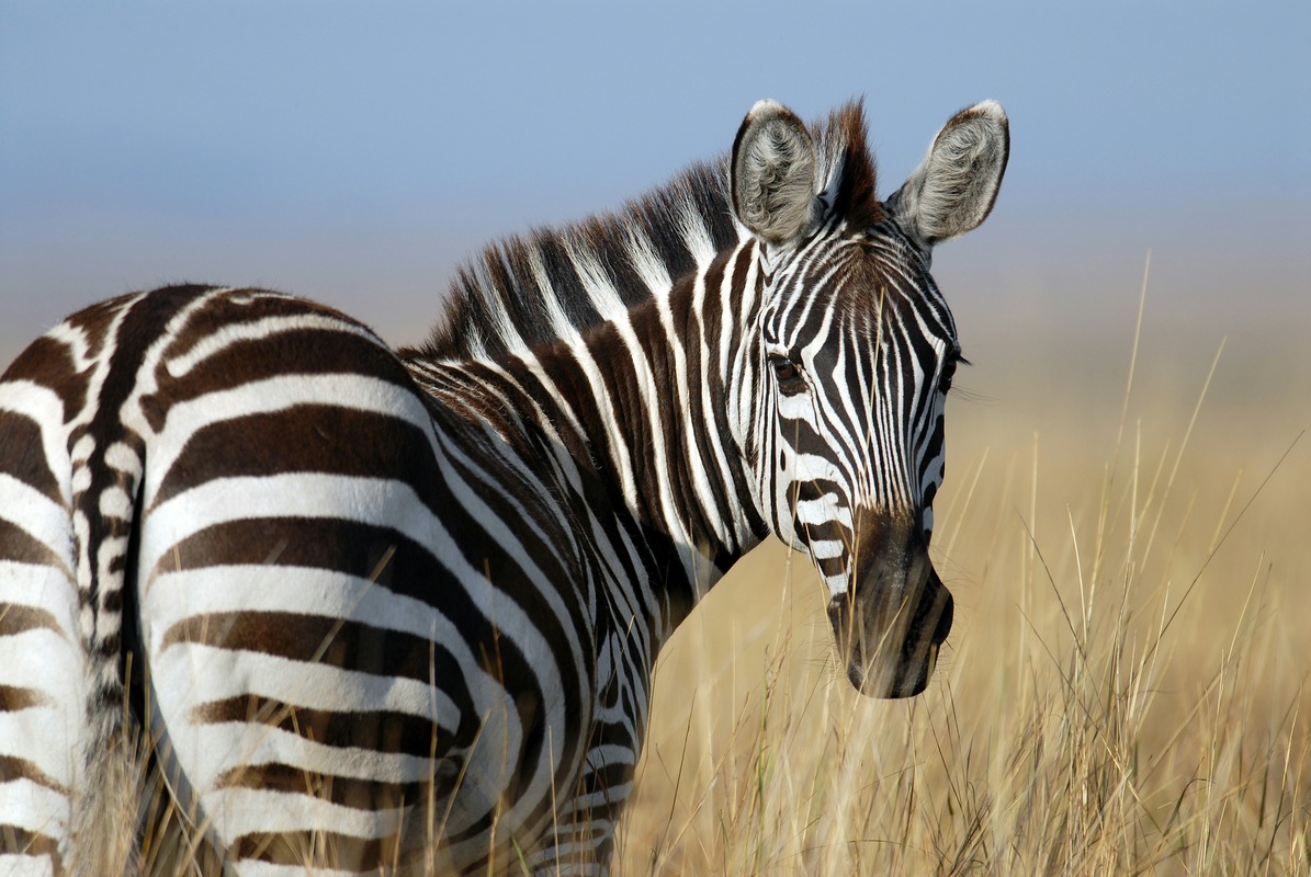 North Bend's "Z" the Zebra Captured After Week-Long Foothills Frolic,