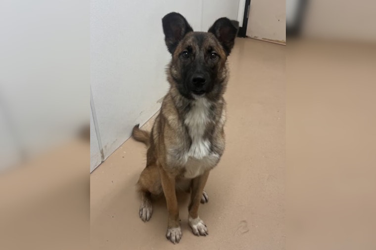 Phoenix Shelter HALO Waives Adoption Fees for Long-Resident Dogs