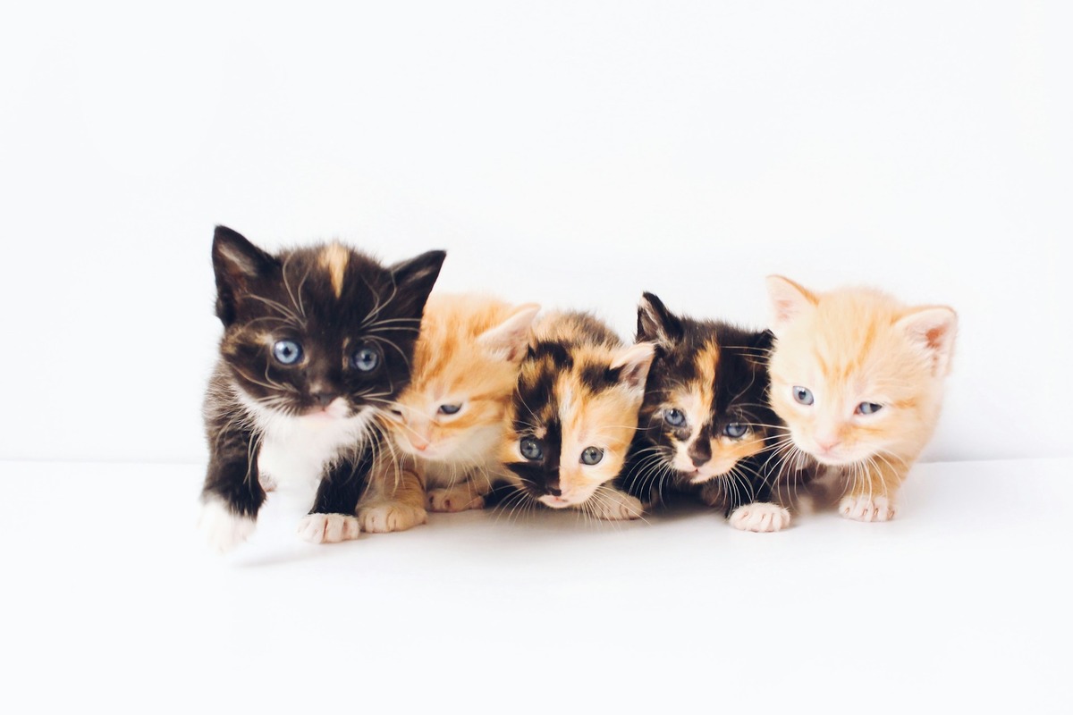 Pima Animal Care Center Readies for 'Kitten Season' Influx, Seeks