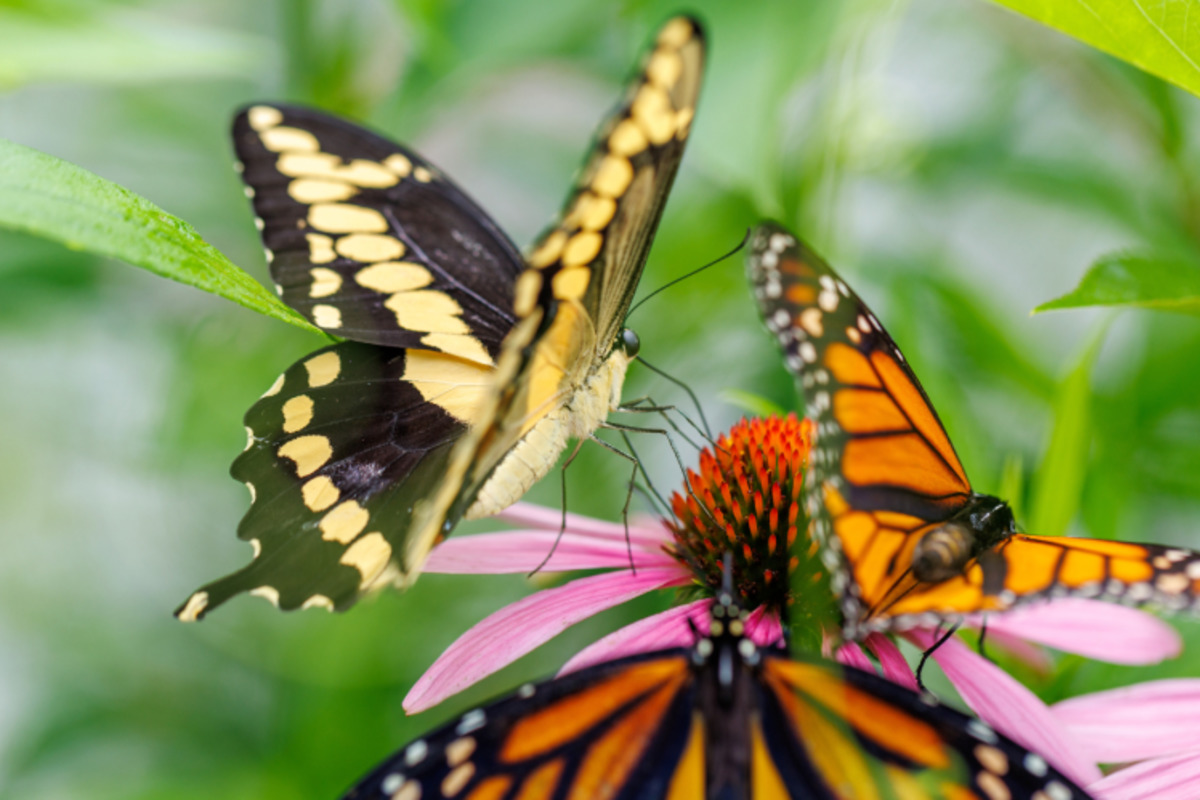 "Pollinator Palooza" to Launch Two-Month Butterfly Exhibit at