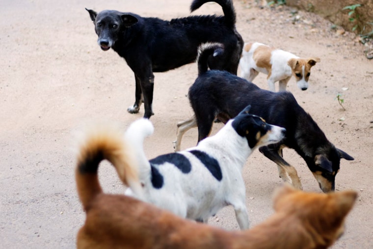 San Antonio Clears Way for Spay/Neuter Policy to Tackle Stray Dog