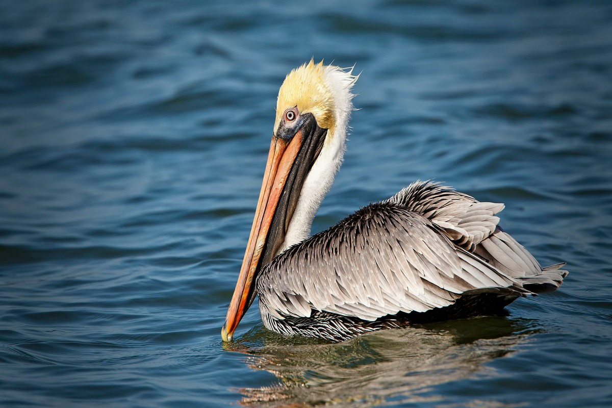 Starving Brown Pelicans Found Across Southern California Coast and