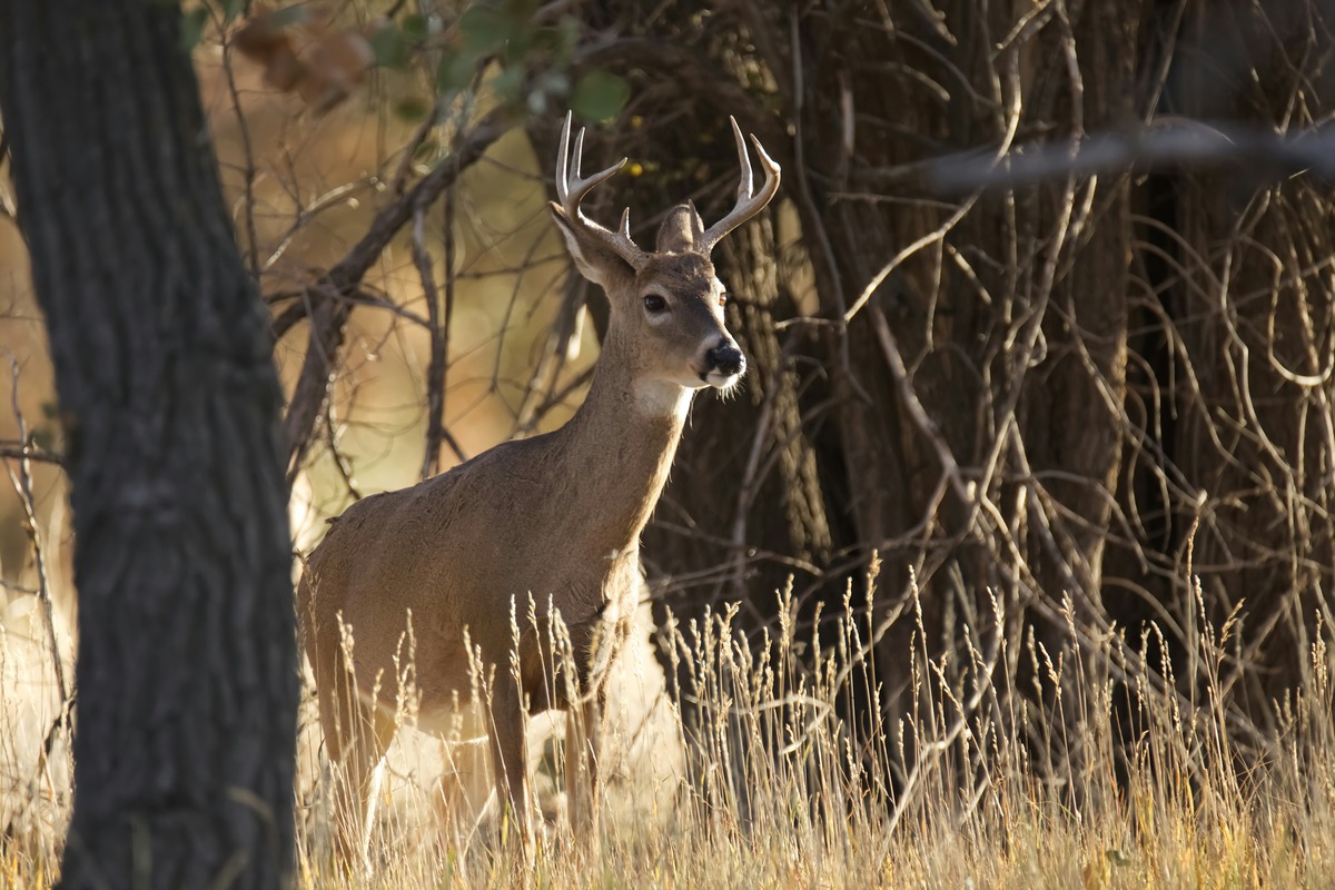 TPWD Seeks Public Input on Proposed Deer Carcass Disposal Regulations