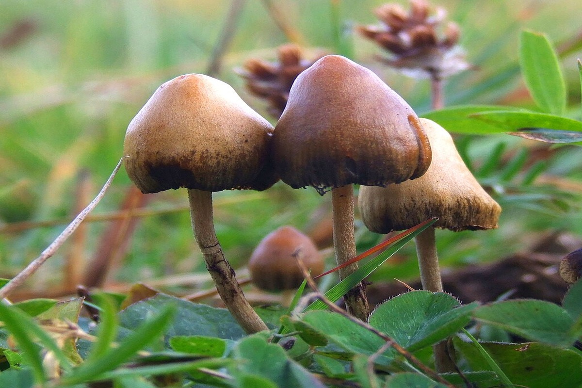 UT Austin Hosts Texas Mushroom Conference, Explores Psilocybin's