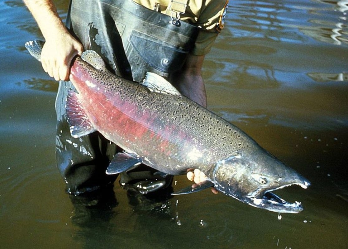 WDFW Opens Retention of Adipose Fin-Clipped Chinook on Cowlitz River