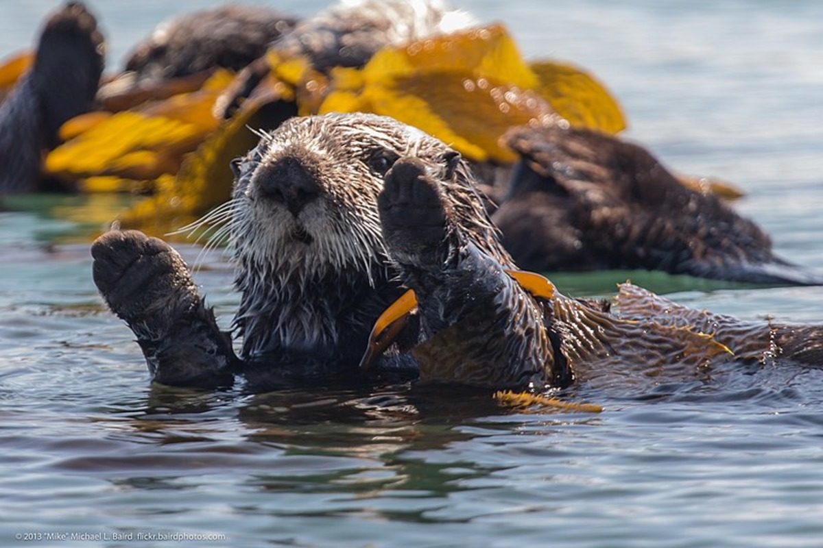 Adaptive Ingenuity Aids Survival of Southern Sea Otters on