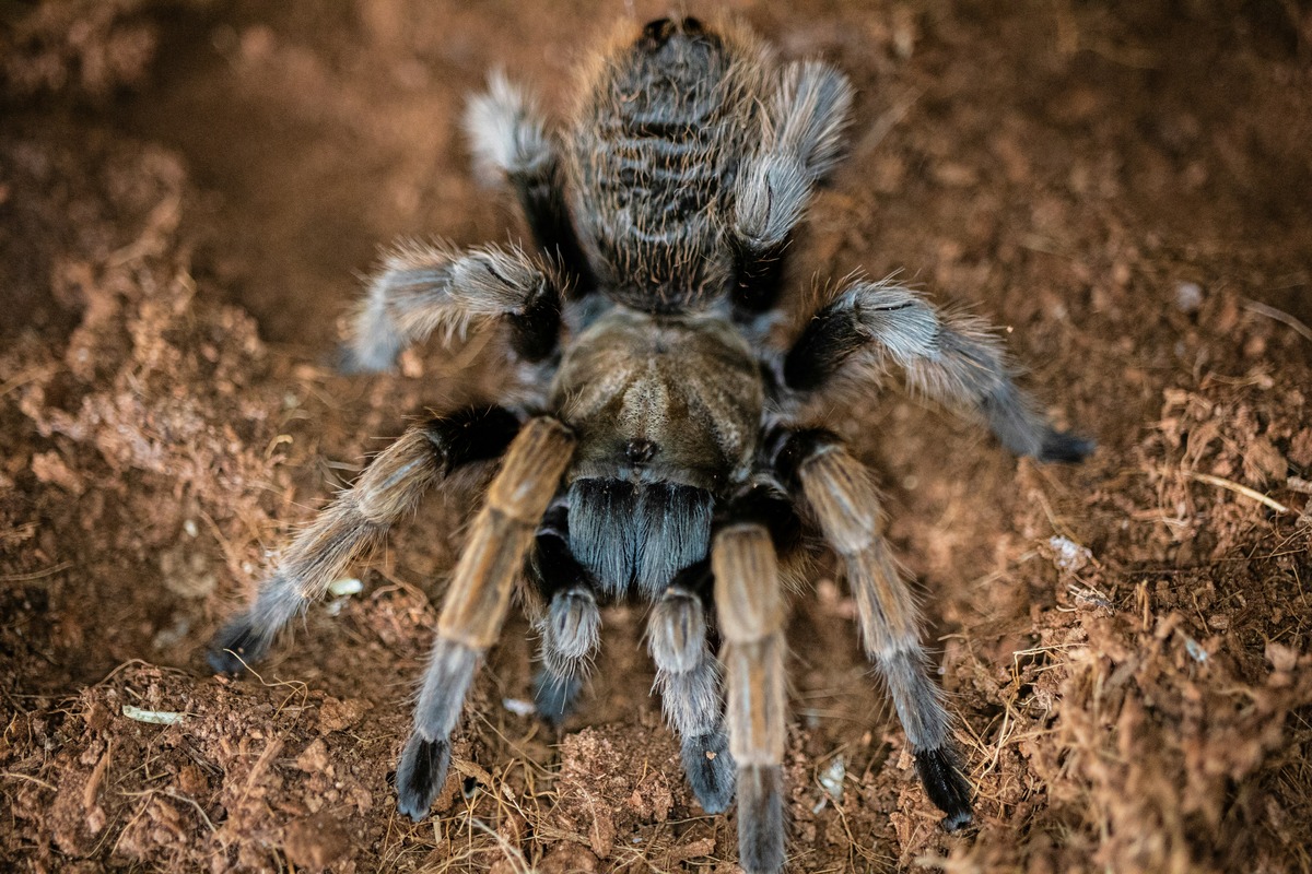 Austin's Tarantula Mating Season, Fuzzy Behemoths Emerge Amid Annual