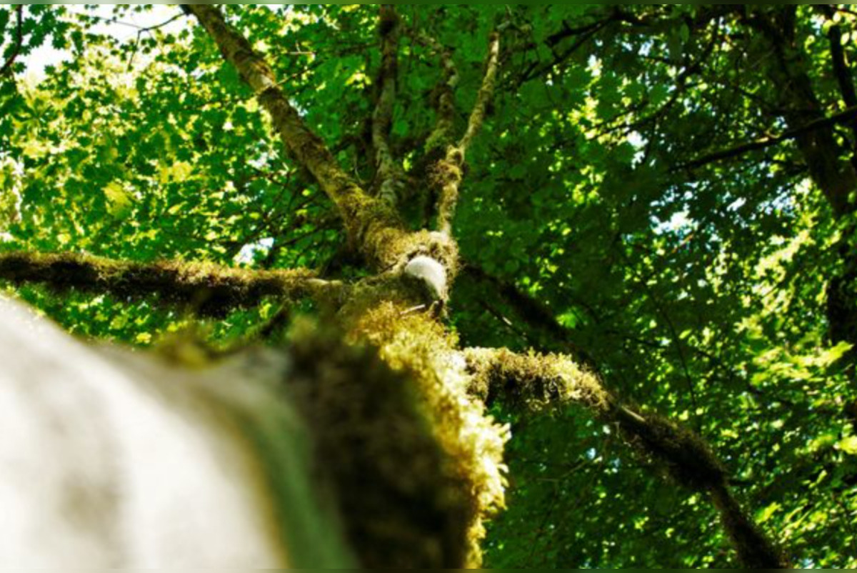 Bellevue City Council Advances Environmental Agenda with Tree Code