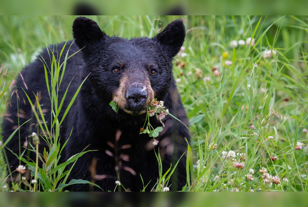 Black Bear's Snack Run at Anakeista's Concession Stand Leads to