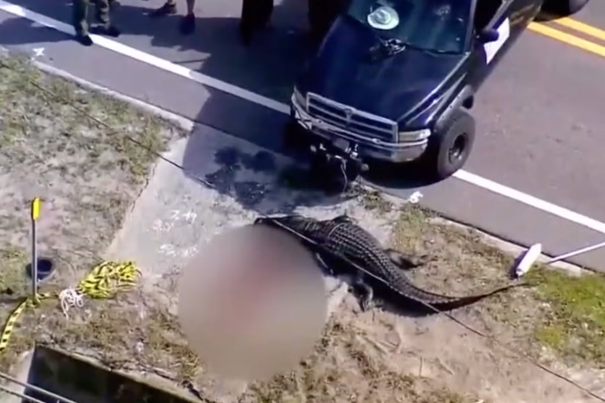 Bodycam Footage Shows Response to Fatal Alligator Attack in Largo,
