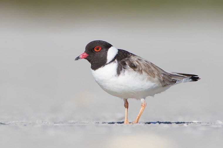 Captive-Reared Piping Plovers Hatch Conservation Success in Chicago