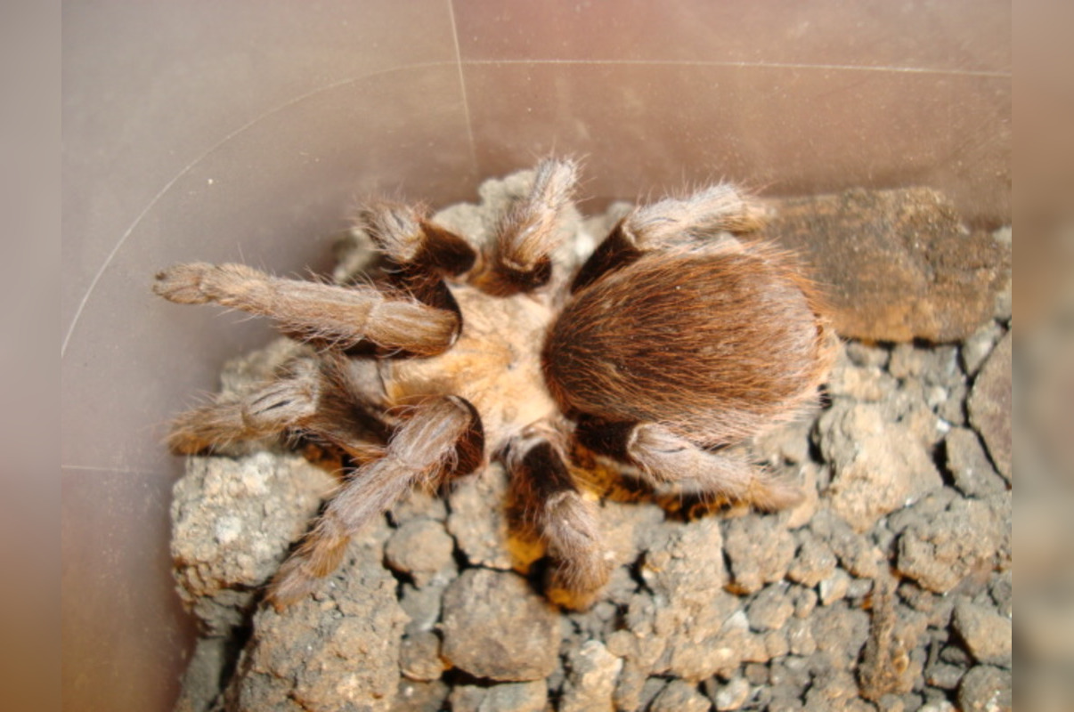 Central Texas Embraces Tarantula Mating Season, Harmless Arachnids