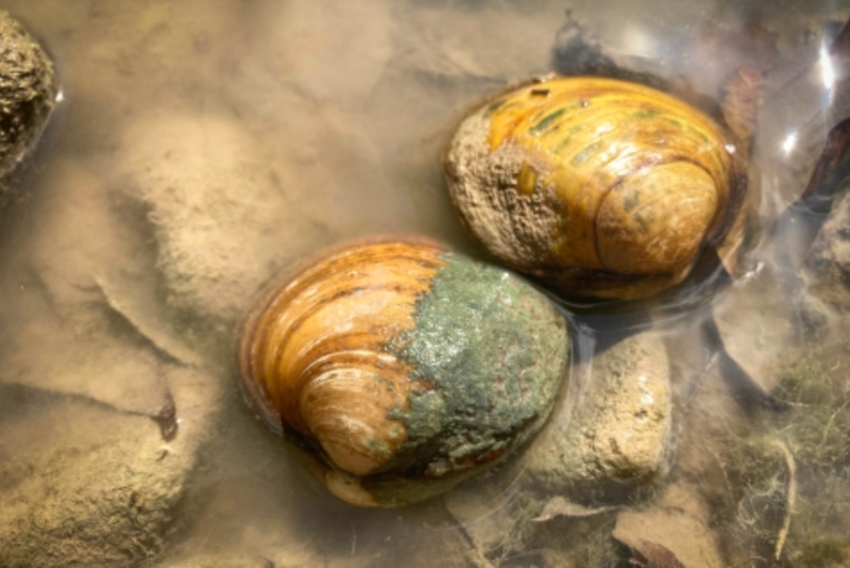 Central Texas Freshwater Mussels Gain Federal Protection, Bolstering