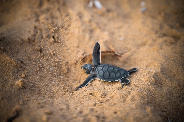 Consumers Energy Releases Rescued Turtles in Webberville, Affirms