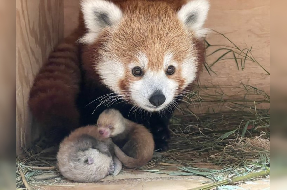 Detroit Welcomes Adorable Red Panda Twins: A Peak of Cuteness and