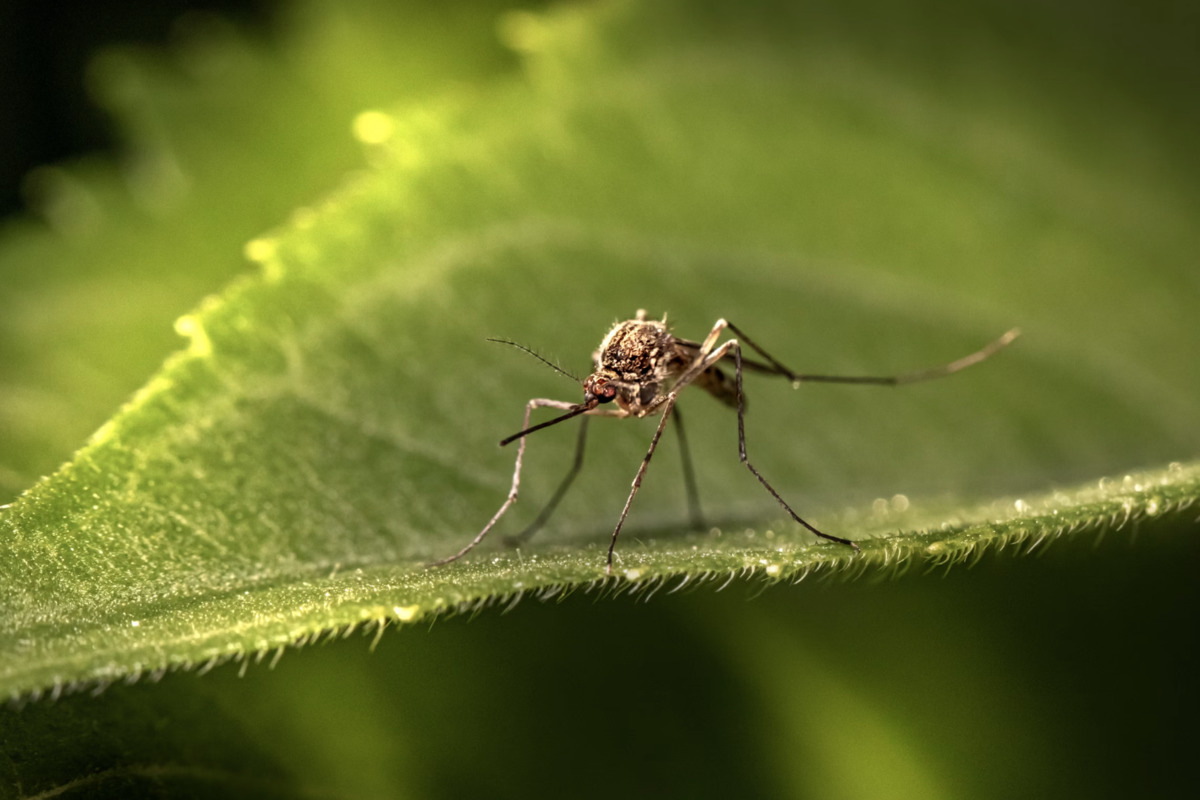 Hillsborough County Health Officials Issue Dengue Fever Alert, Urge