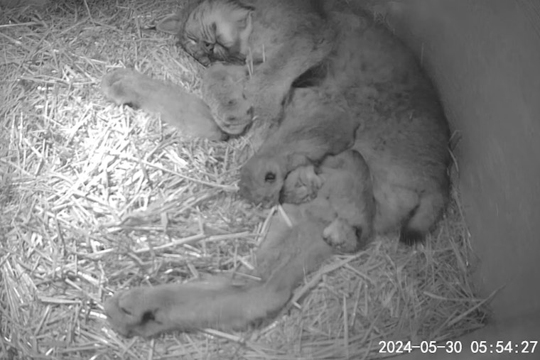 John Ball Zoo in Grand Rapids Welcomes Trio of Canada Lynx Kits in